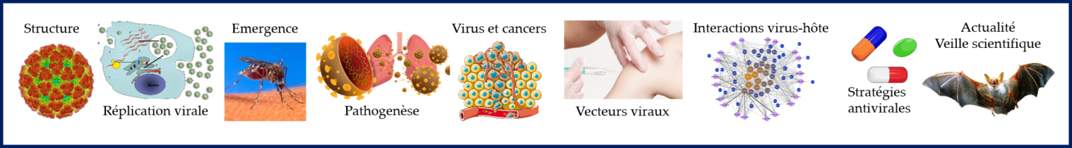 Virologie (Viro) – Université de Paris Master biologie moléculaire et ...